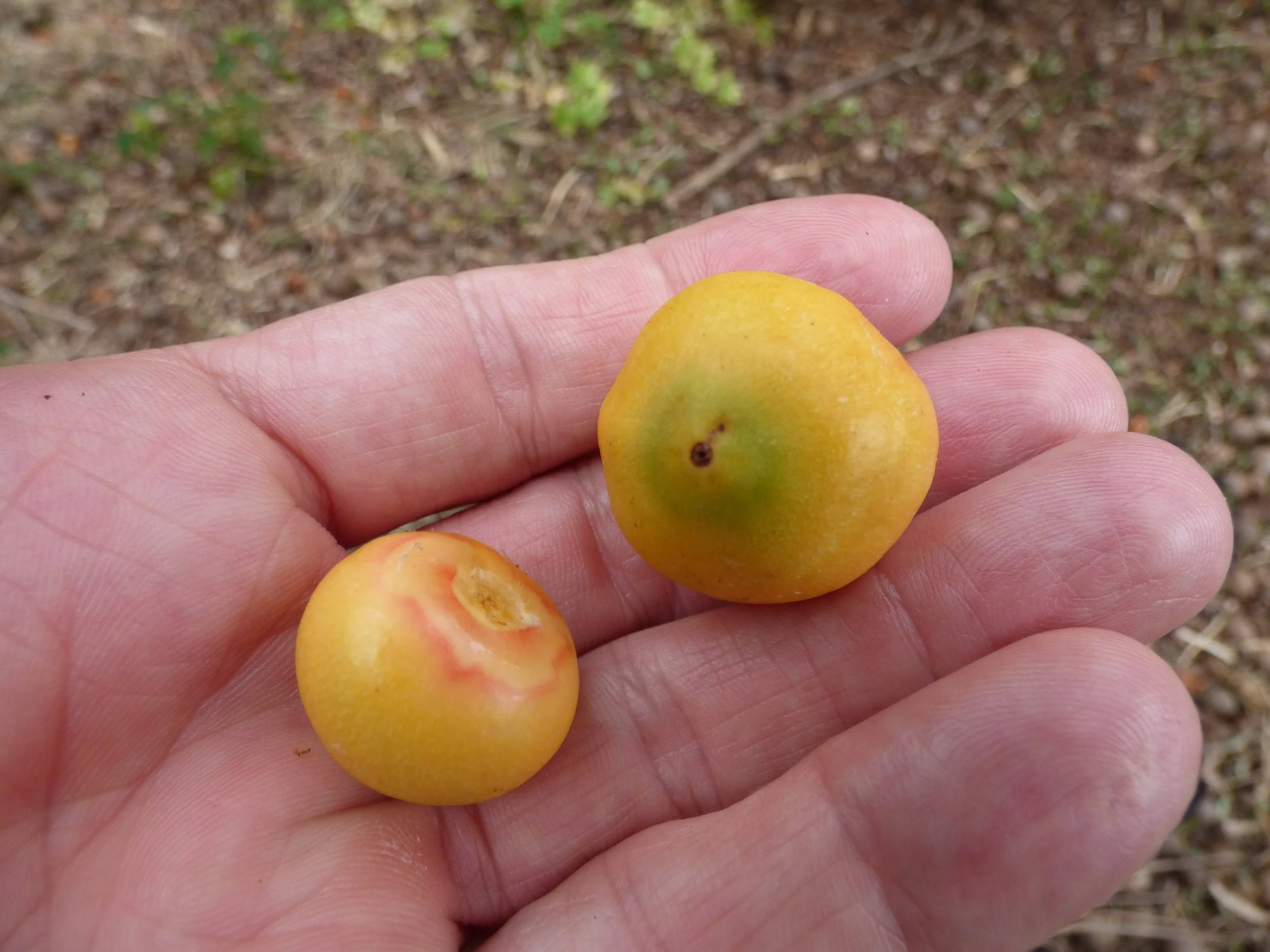 Unusual Fruit Tree Names | Orchard of Flavours