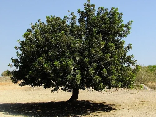 Fruit Trees from the Middle East | Orchard of Flavours