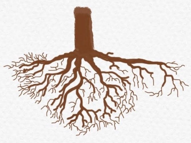Root Systems of Fruit Trees | Research | Orchard of Flavours