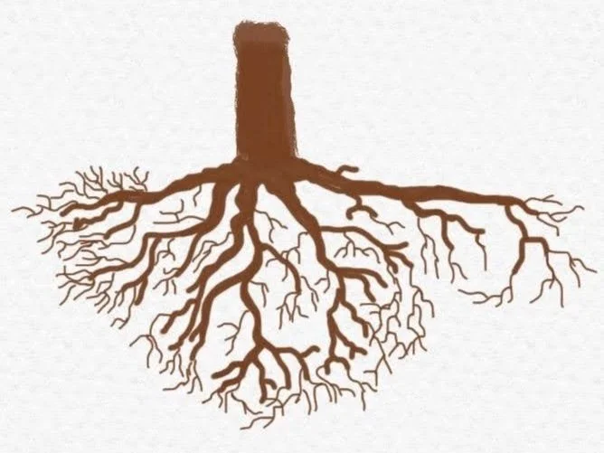 Root Systems of Fruit Trees | Research | Orchard of Flavours