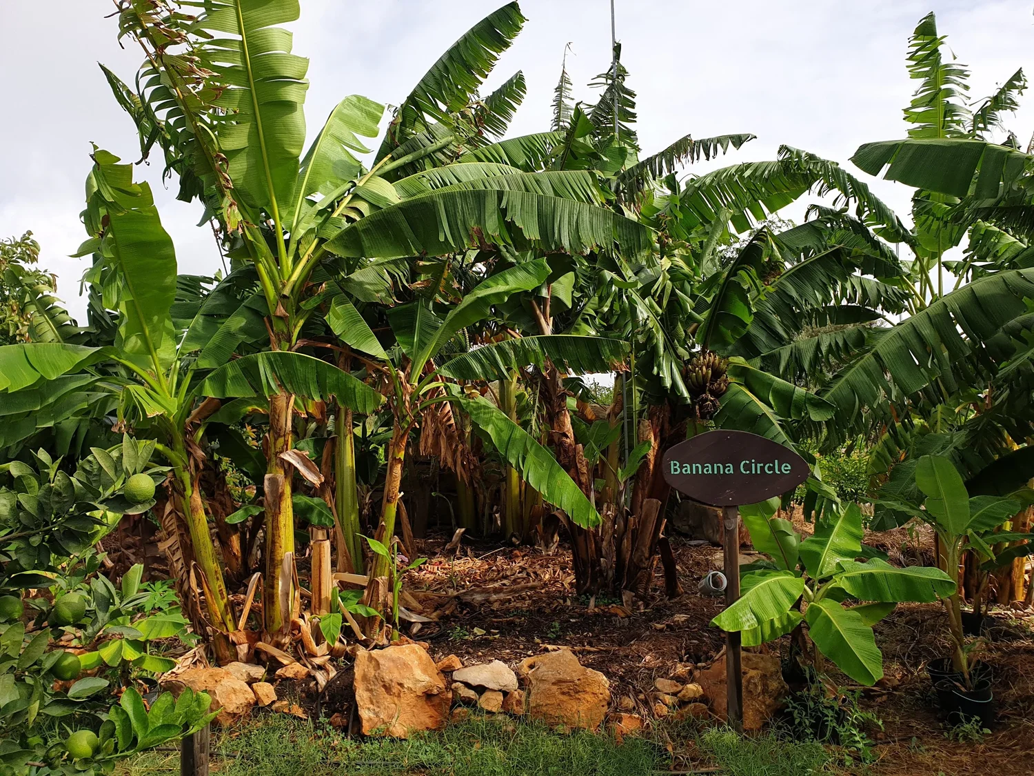 Banana circles | Learn articles | Orchard of Flavours