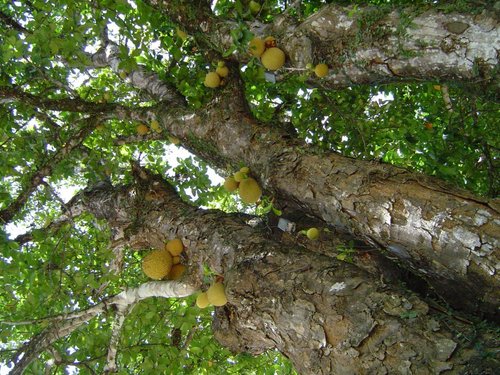 Fruit Trees from Asia | Orchard of Flavours