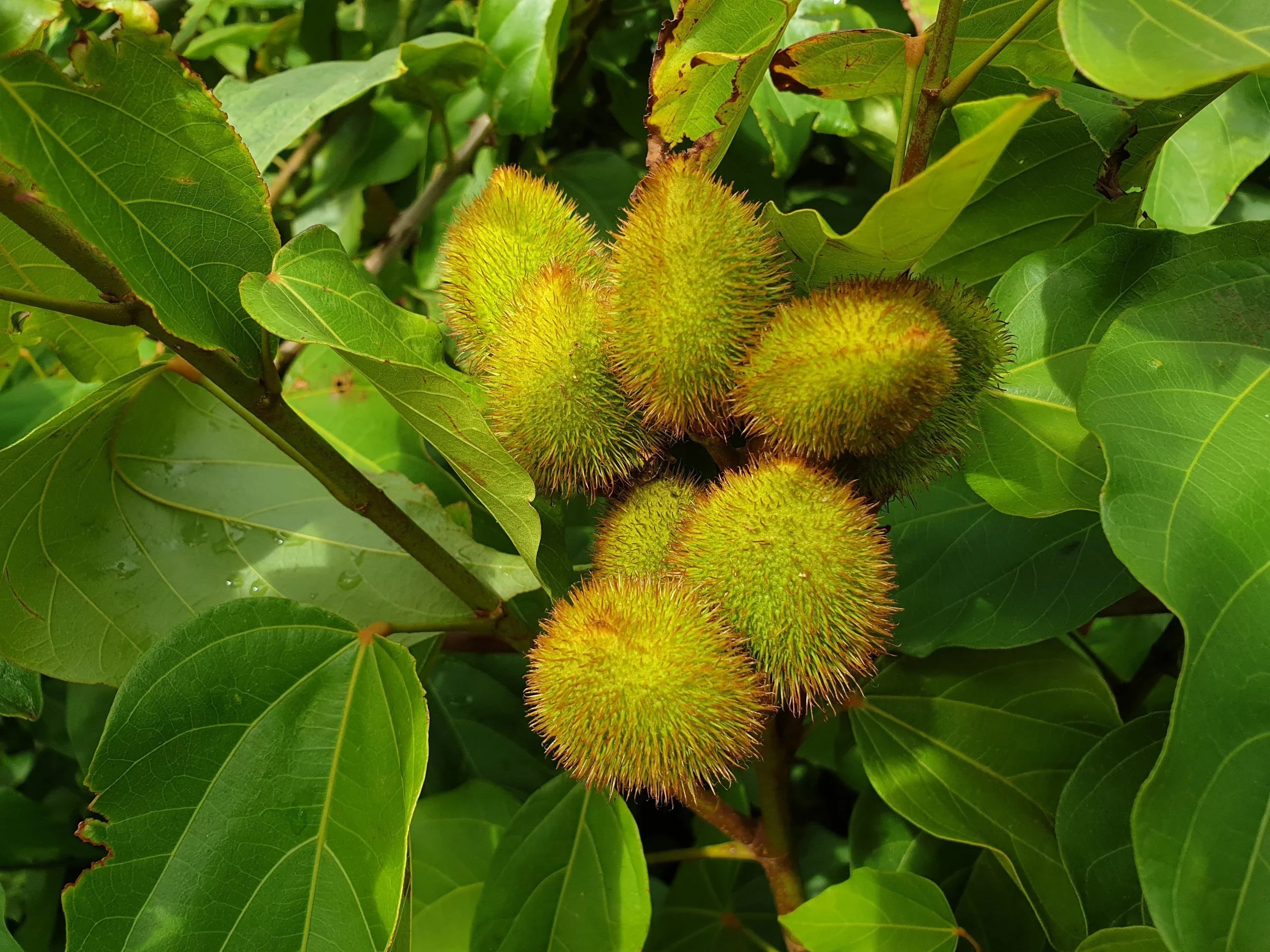 Unusual Fruit Tree Names | Orchard of Flavours