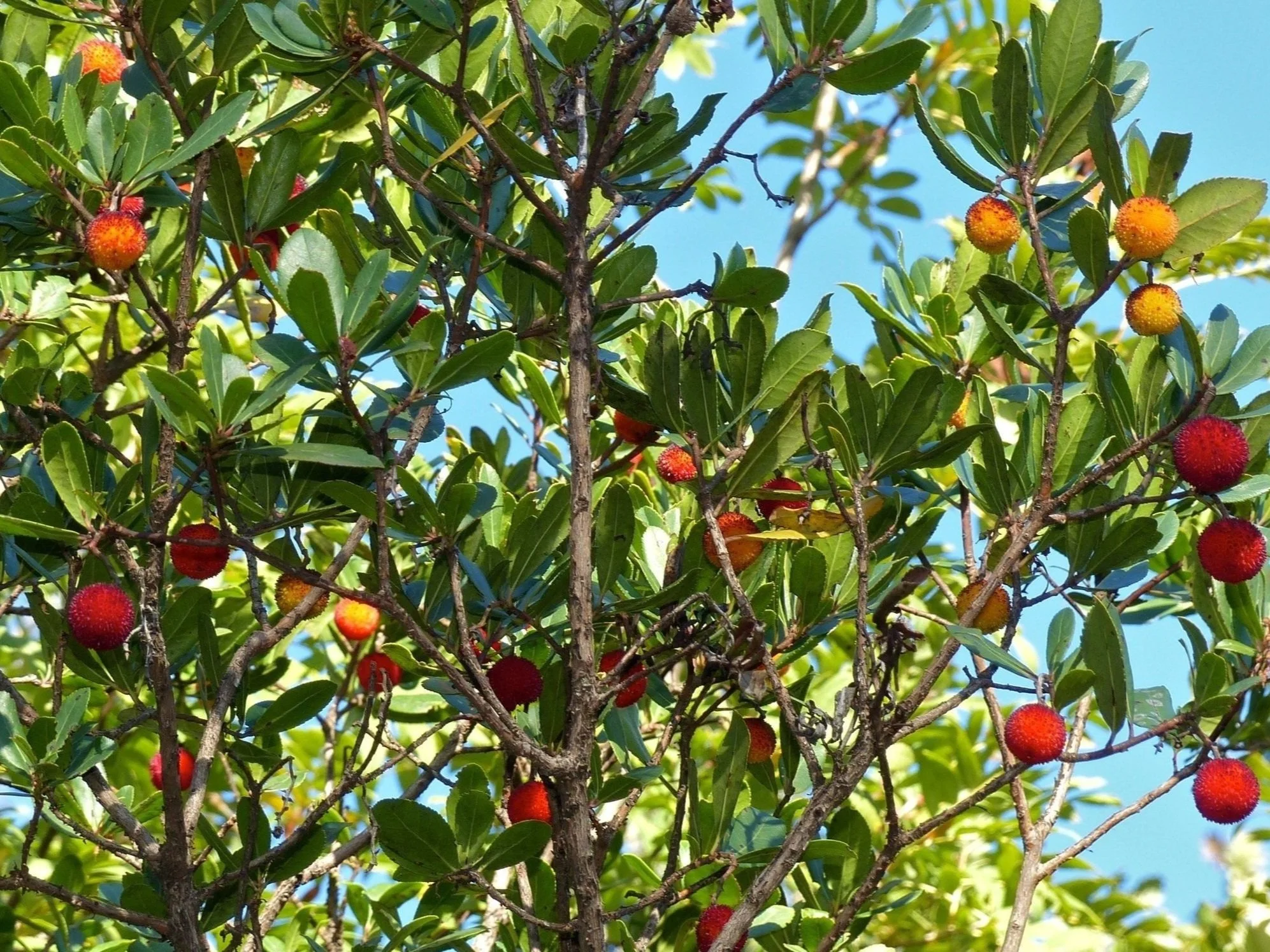 Windbreak Fruit Trees Database | Orchard of Flavours