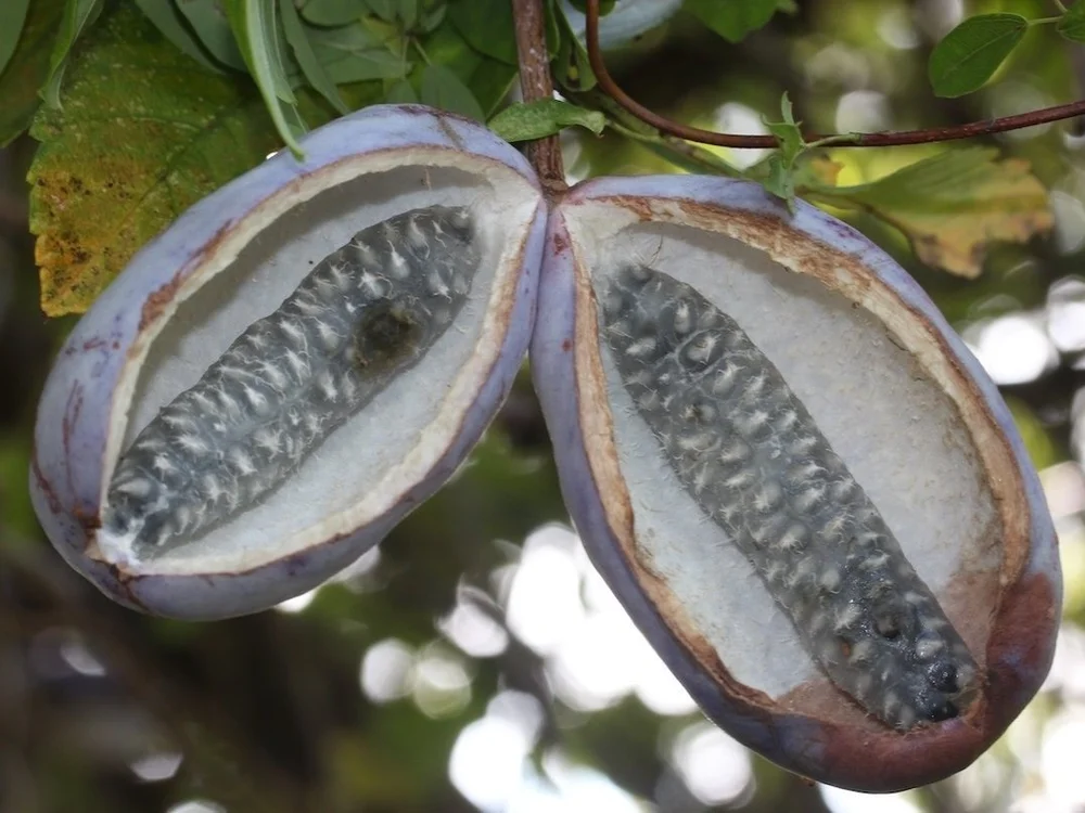 Fruit Trees from Asia | Orchard of Flavours
