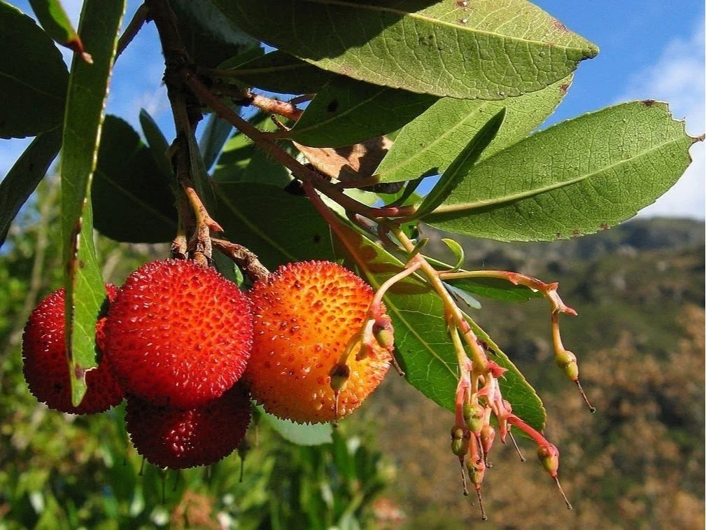 Unusual Fruit Tree Names | Orchard of Flavours