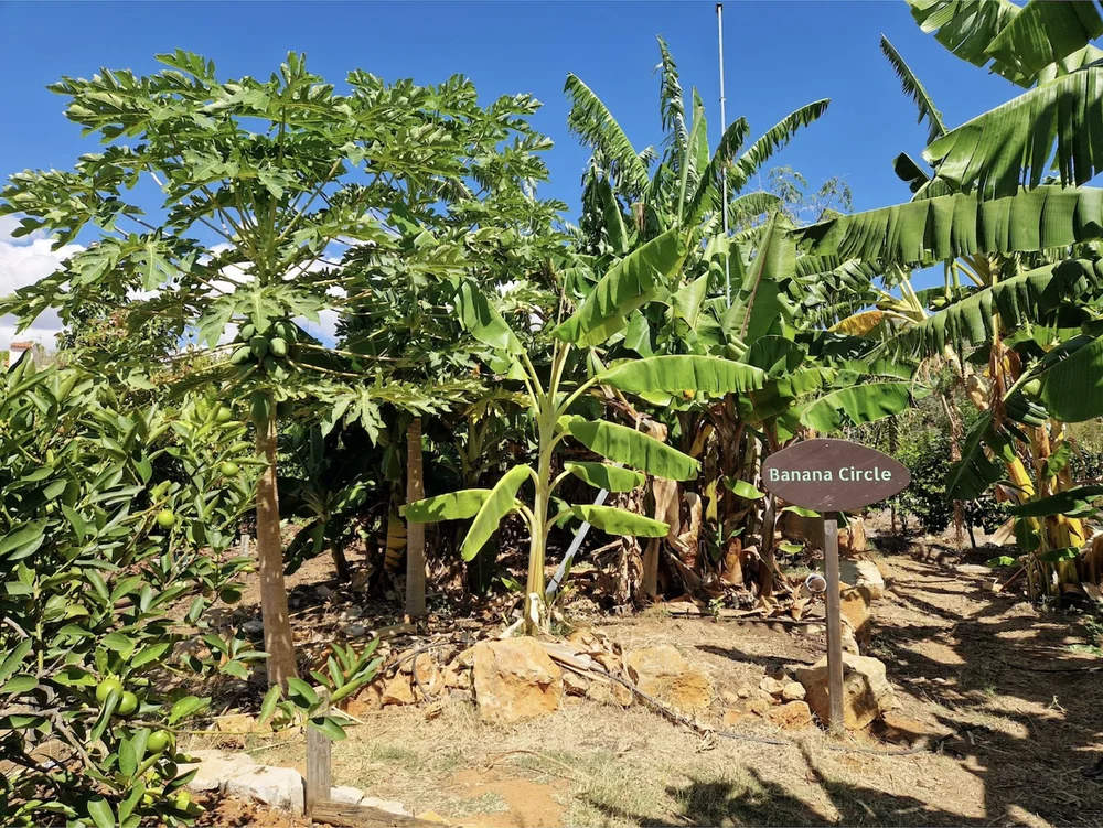 Banana circles | Learn articles | Orchard of Flavours