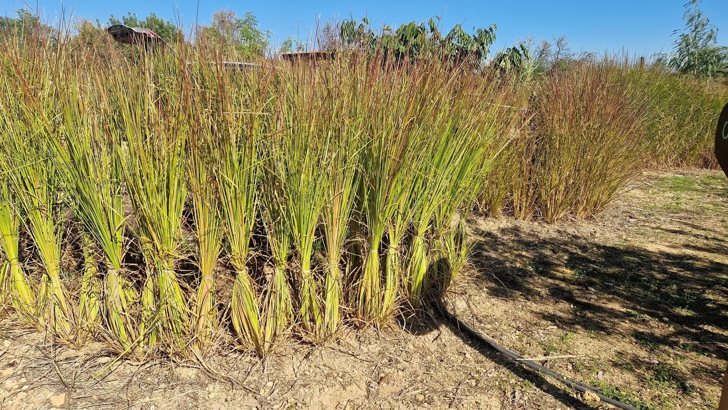 How-to: Mulching with vetiver grass | Orchard of Flavours
