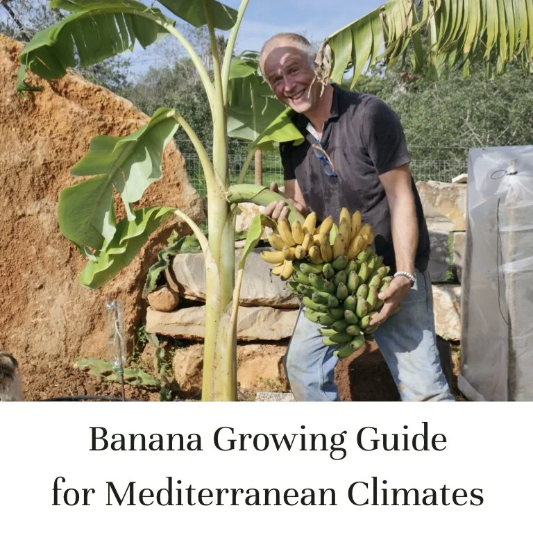 Banana circles | Learn articles | Orchard of Flavours