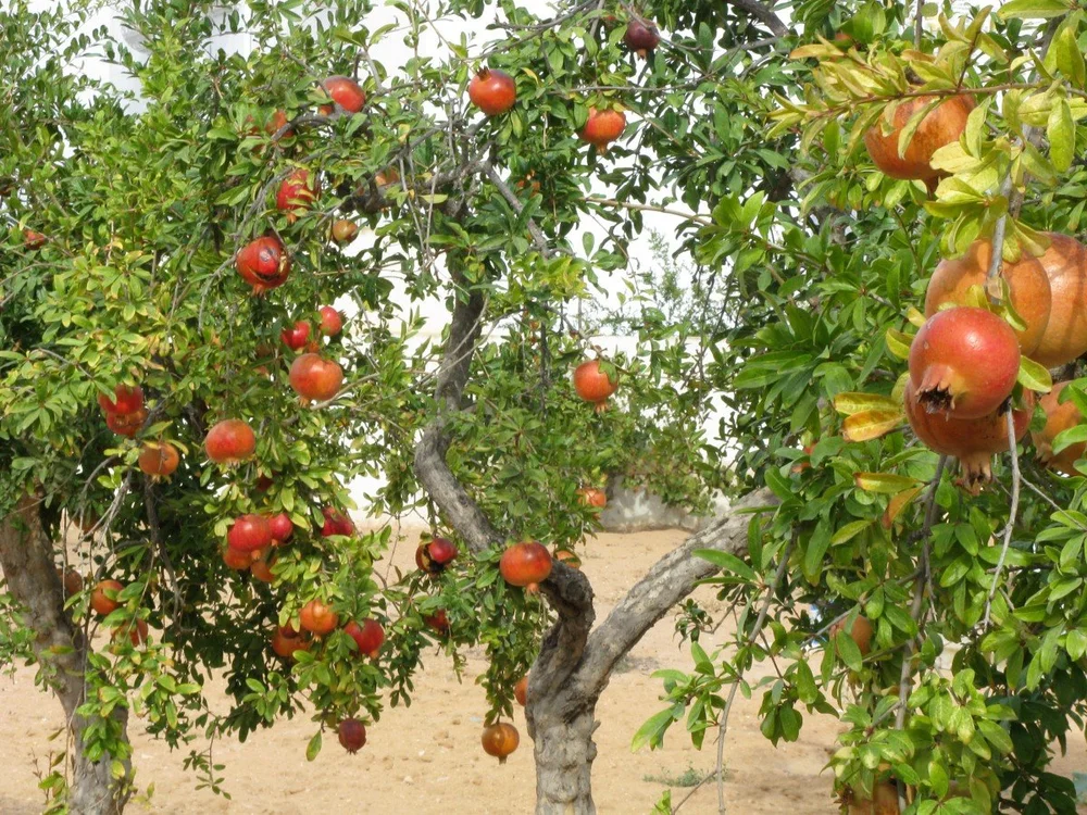 Fruit Trees from the Middle East | Orchard of Flavours