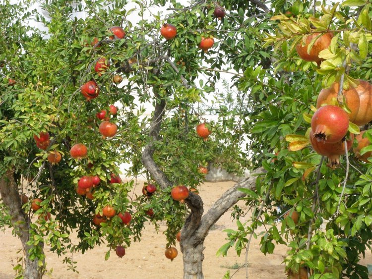Fruit Trees from the Middle East | Orchard of Flavours