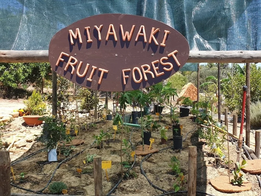Miyawaki-inspired Food Forest | Orchard of Flavours