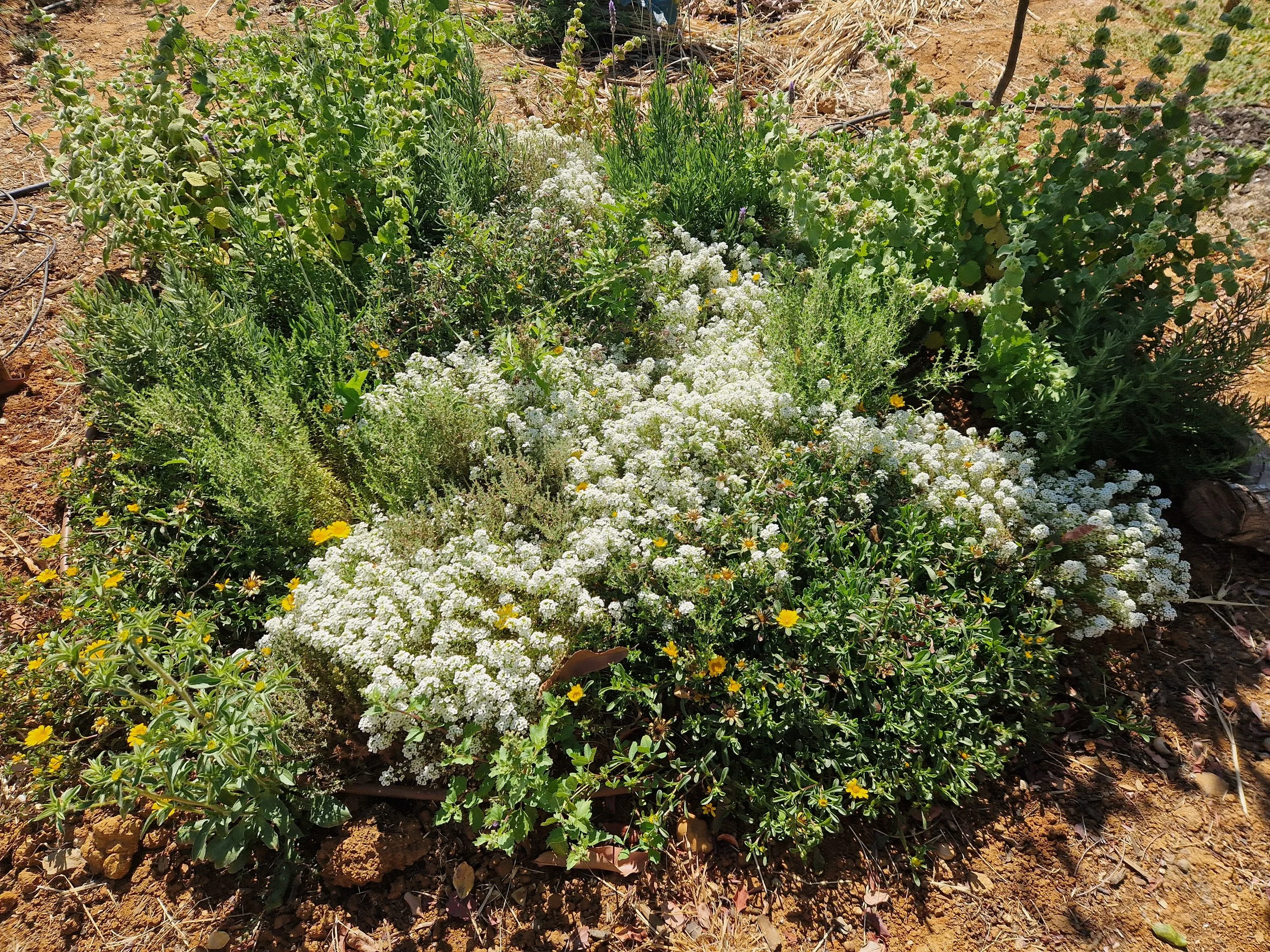 Learn Section | Orchard of Flavours