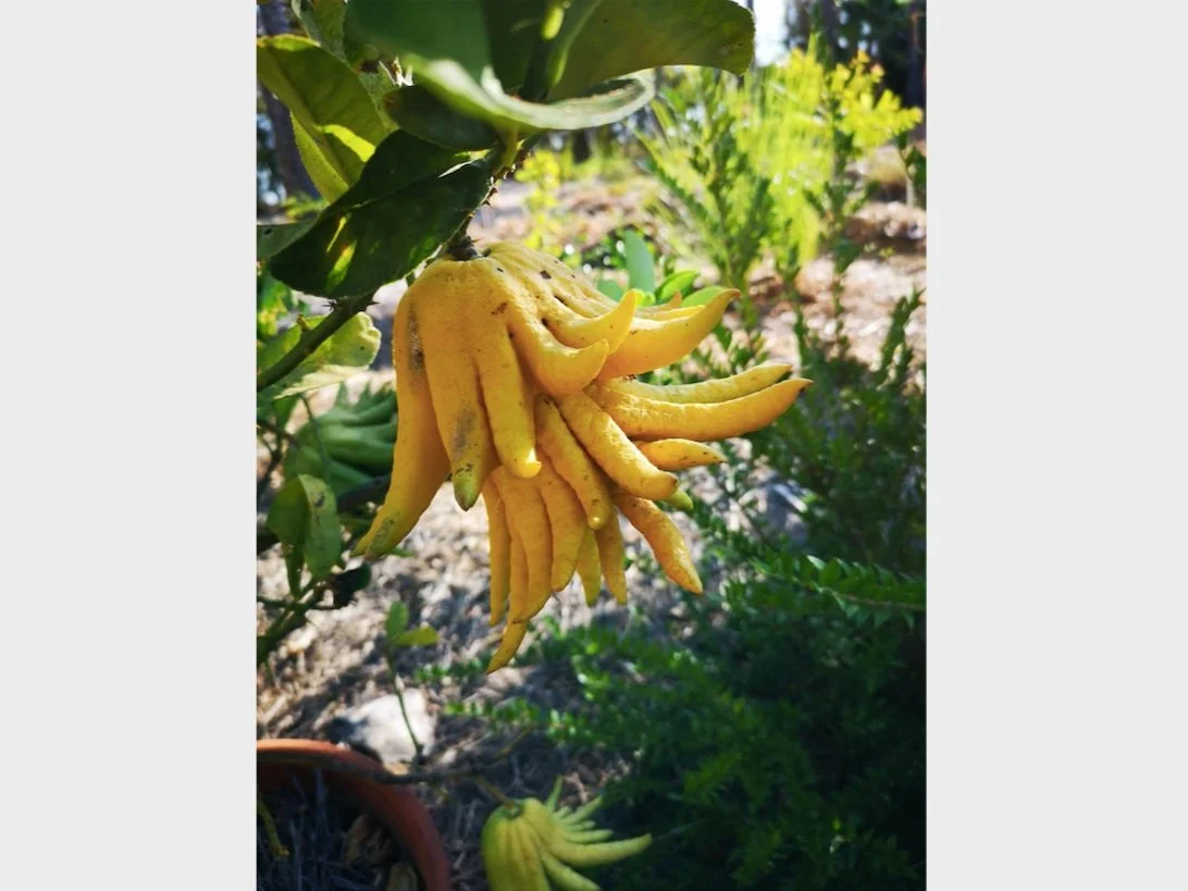 Timeline | Orchard of Flavours