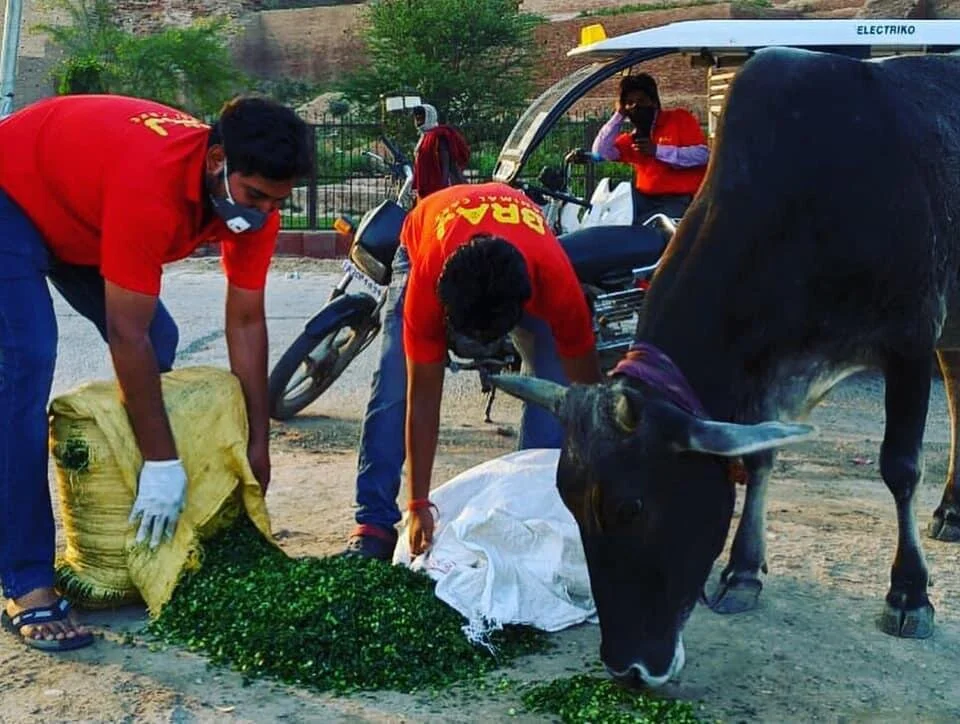 Street Dog, Animal Care Mathura, Vrindavan India — Braj Animal Care