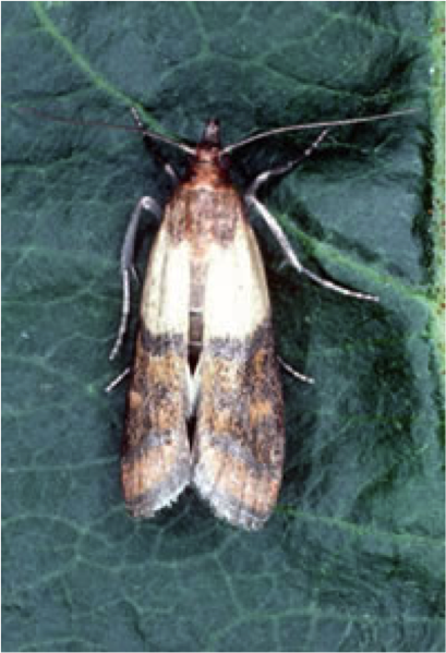 Pests — The Giving Grove