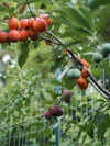 Tree Grafting: How to Grow Different Fruits on One Tree — The Giving Grove