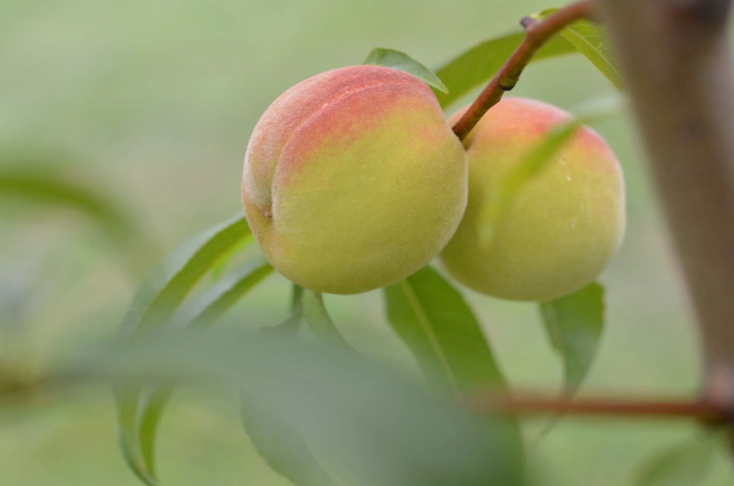 Steward Spotlight: Tom Simpson, St. Peter & All Saints Episcopal Church ...