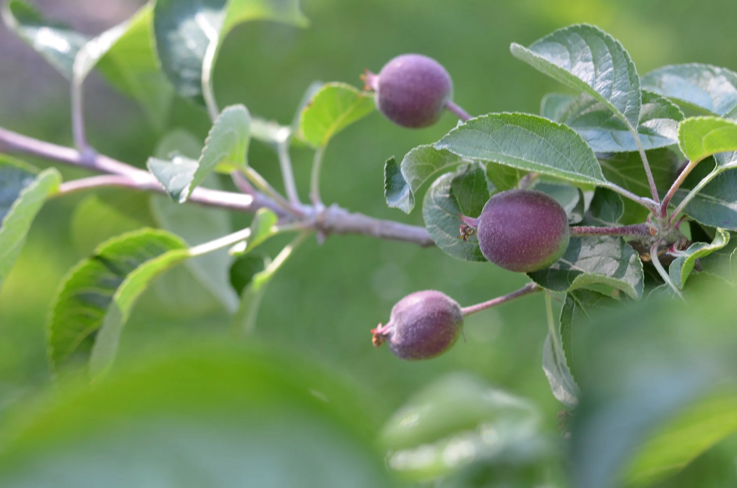 Summer Trees Fruit