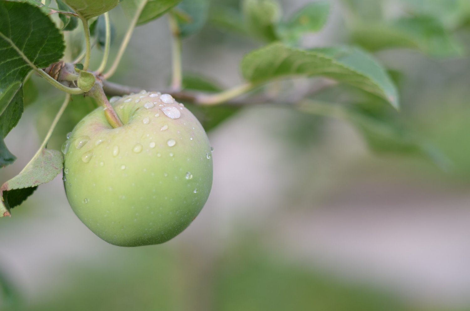 Summer Fruit Tree Maintenance — The Giving Grove