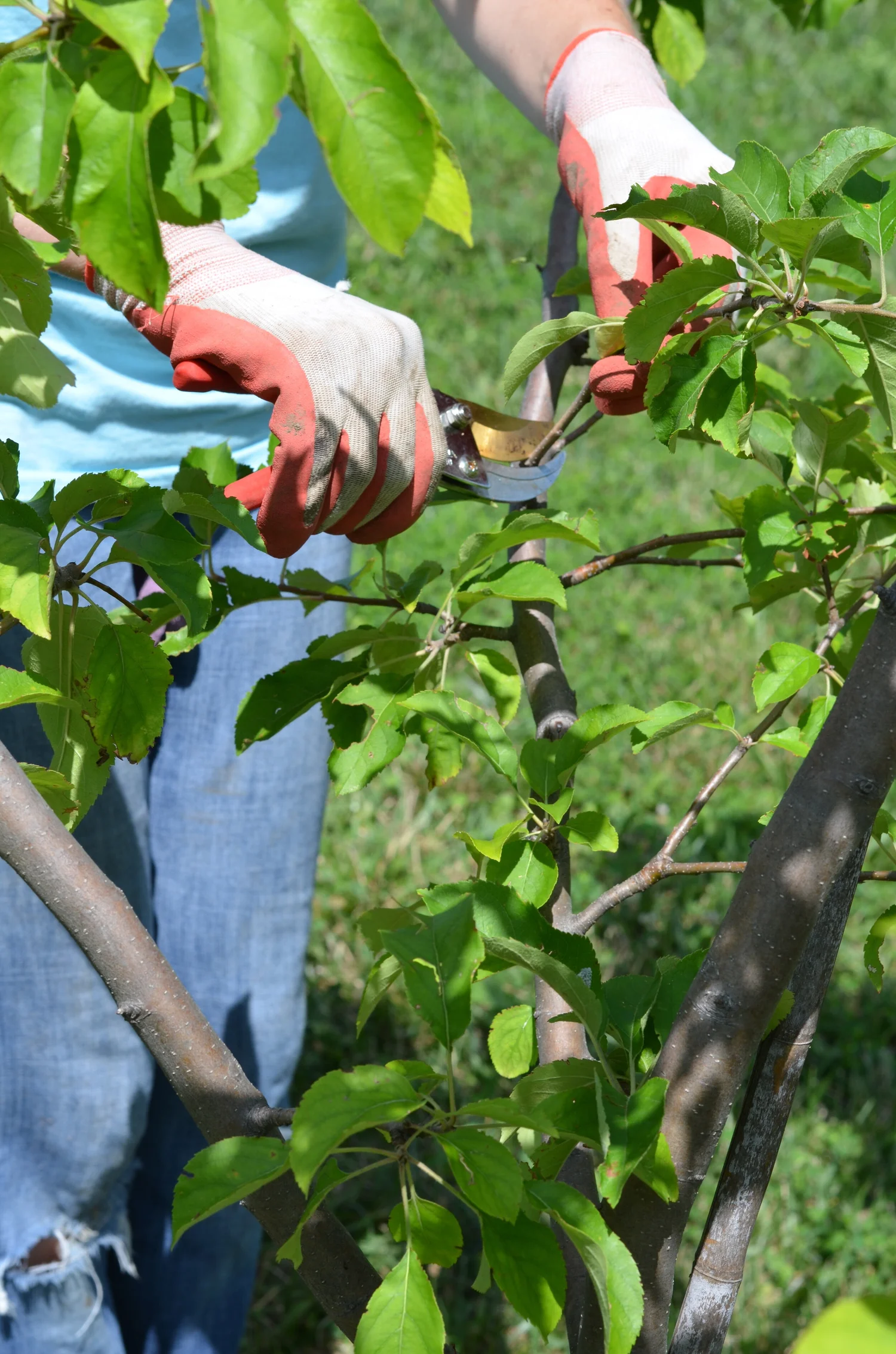 Fruit Tree Maintenance Timeline — The Giving Grove