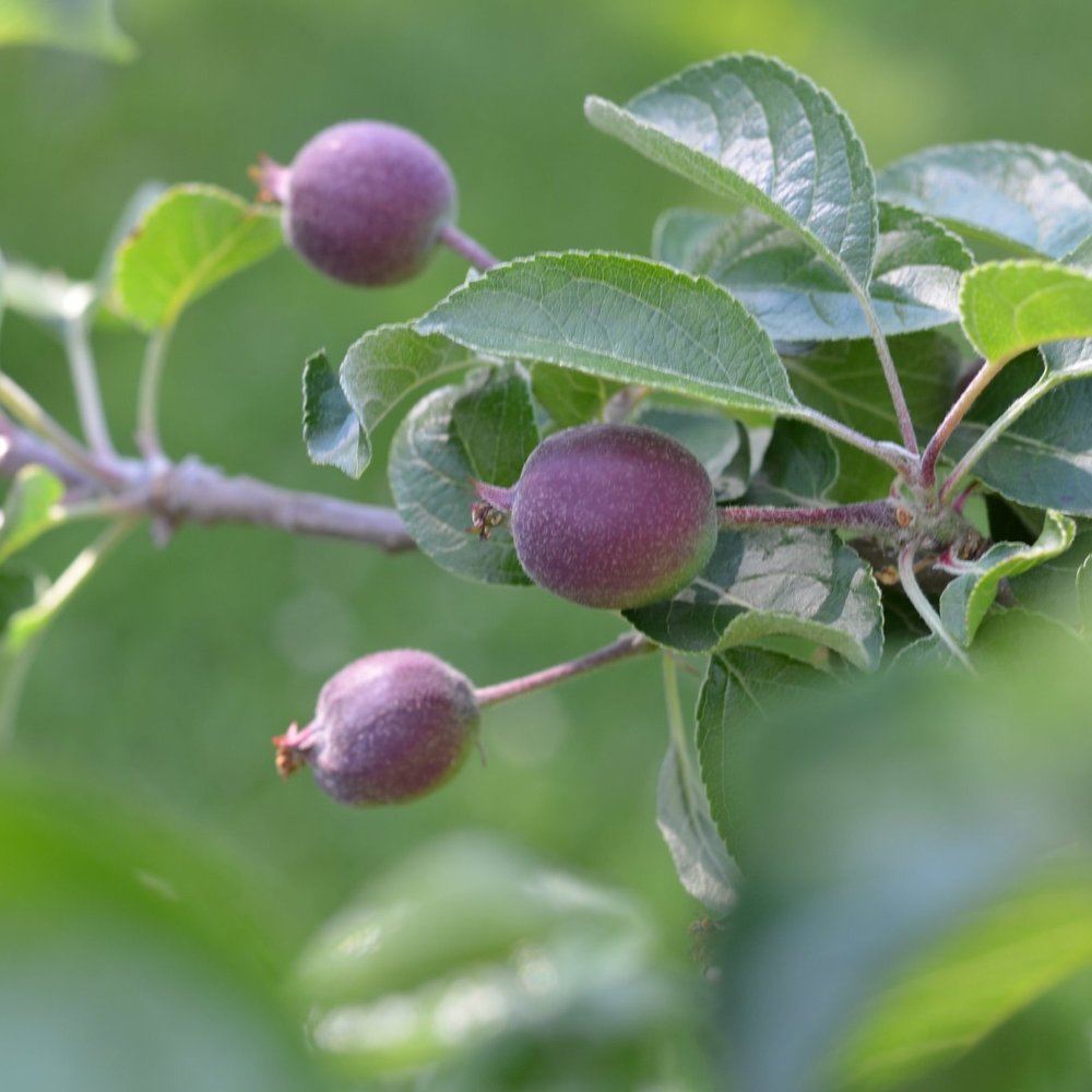 Fruit Tree Maintenance for a Successful Orchard — The Giving Grove