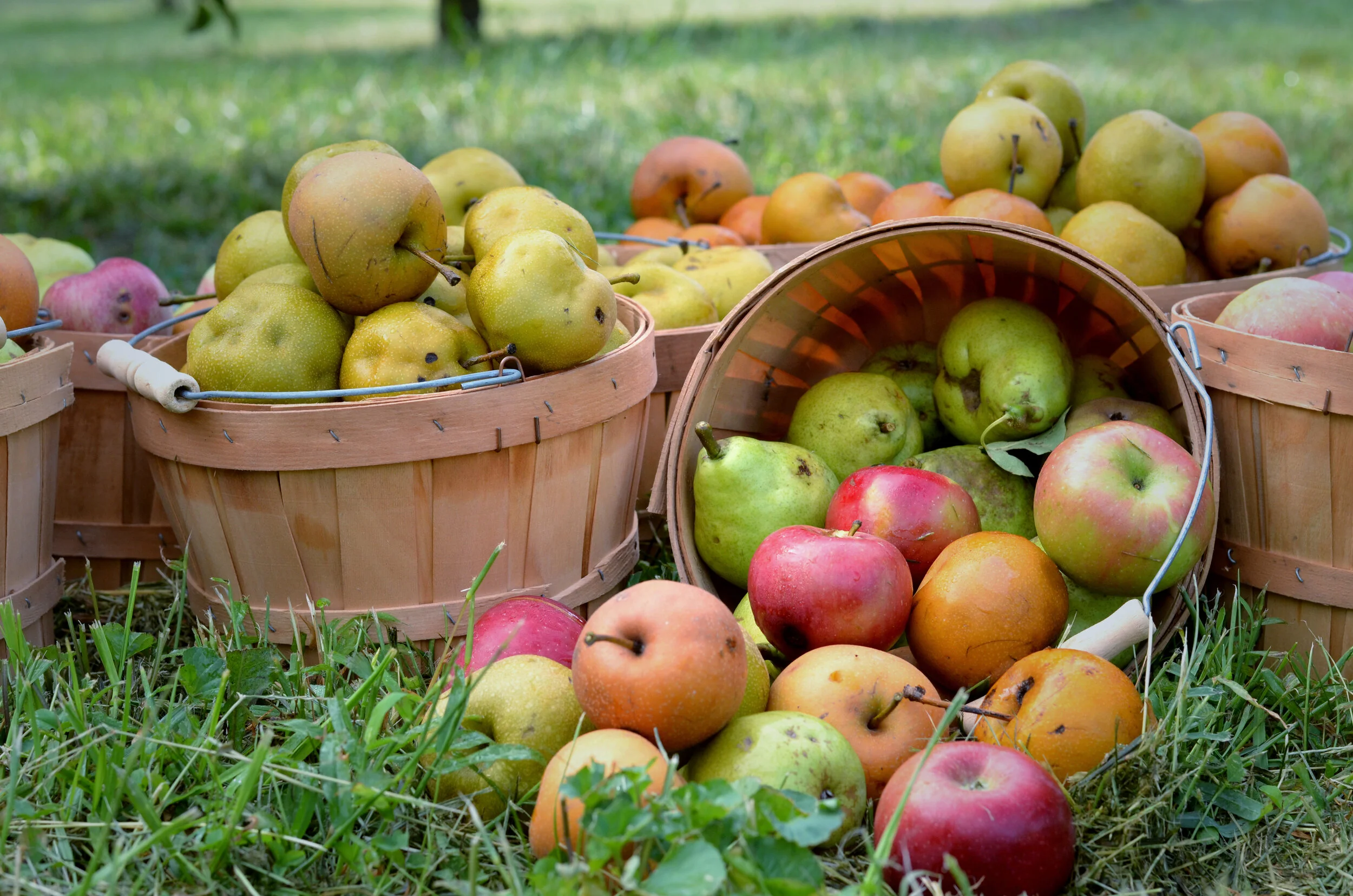 Orchard Varieties — The Giving Grove