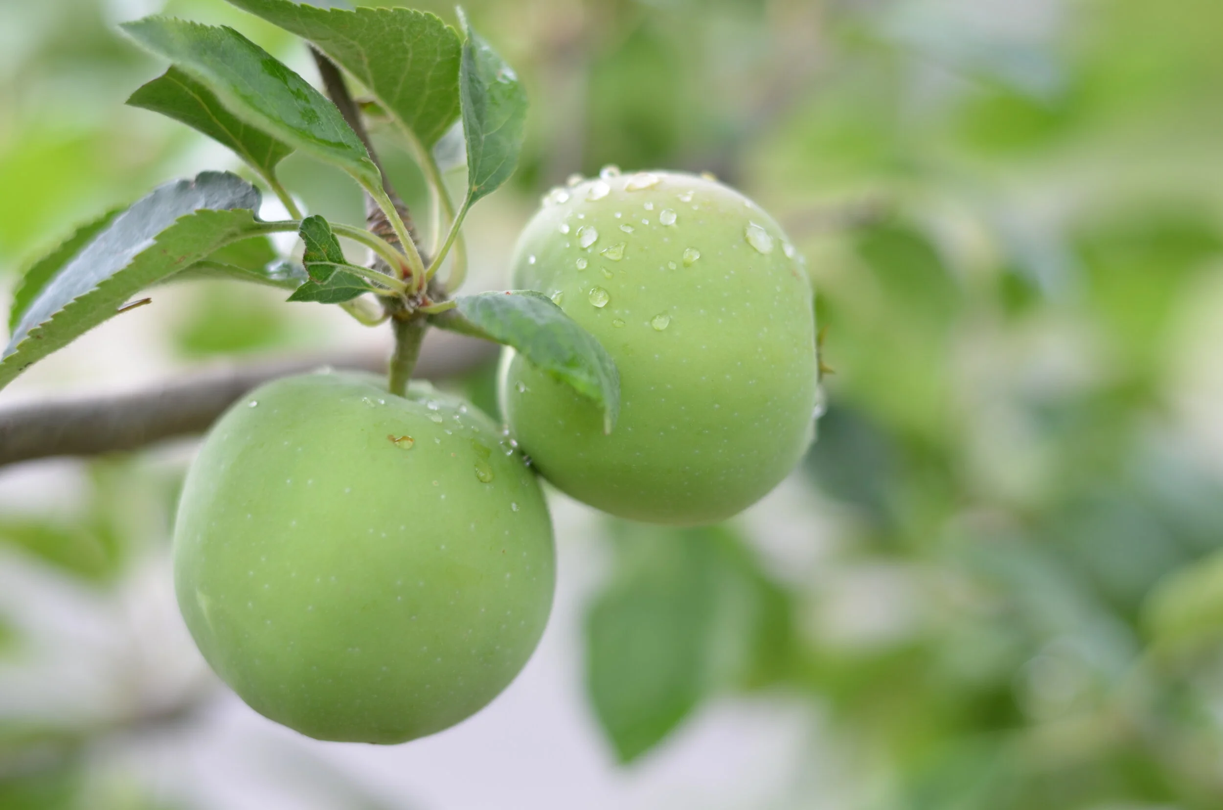 Identify and Treat Apple Borer in Fruit Trees — The Giving Grove