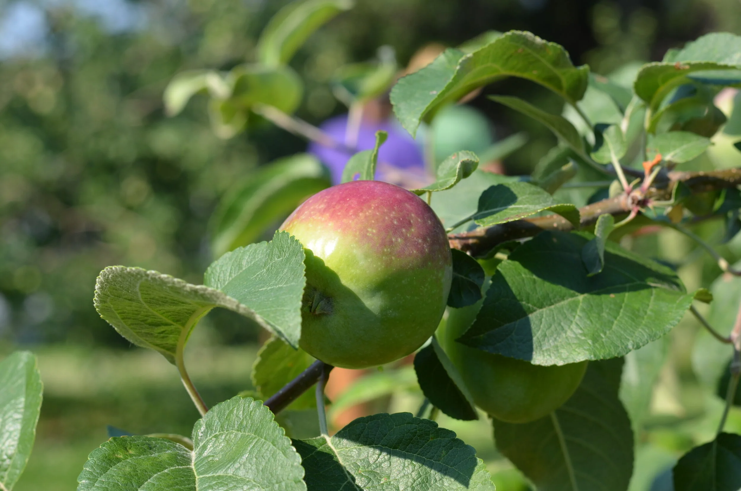Identify and Treat Apple Maggot on Fruit Trees — The Giving Grove