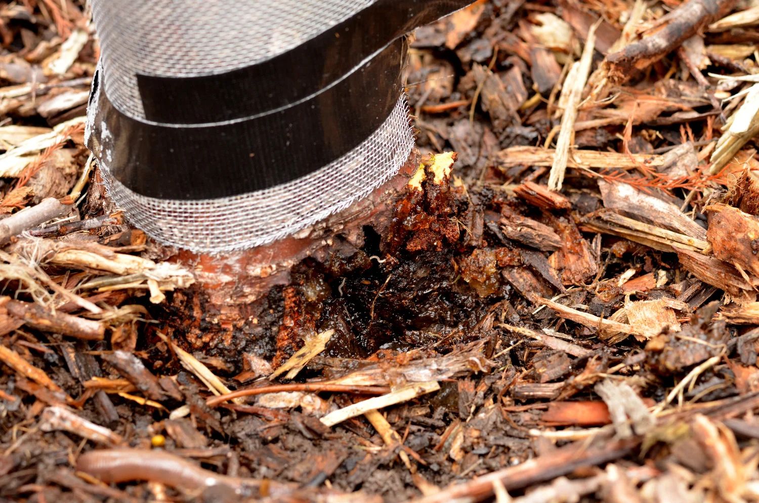 Identify and Treat Greater Peach Tree Borer — The Giving Grove