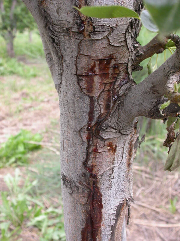 Identify and Treat Fire Blight on Fruit Trees — The Giving Grove