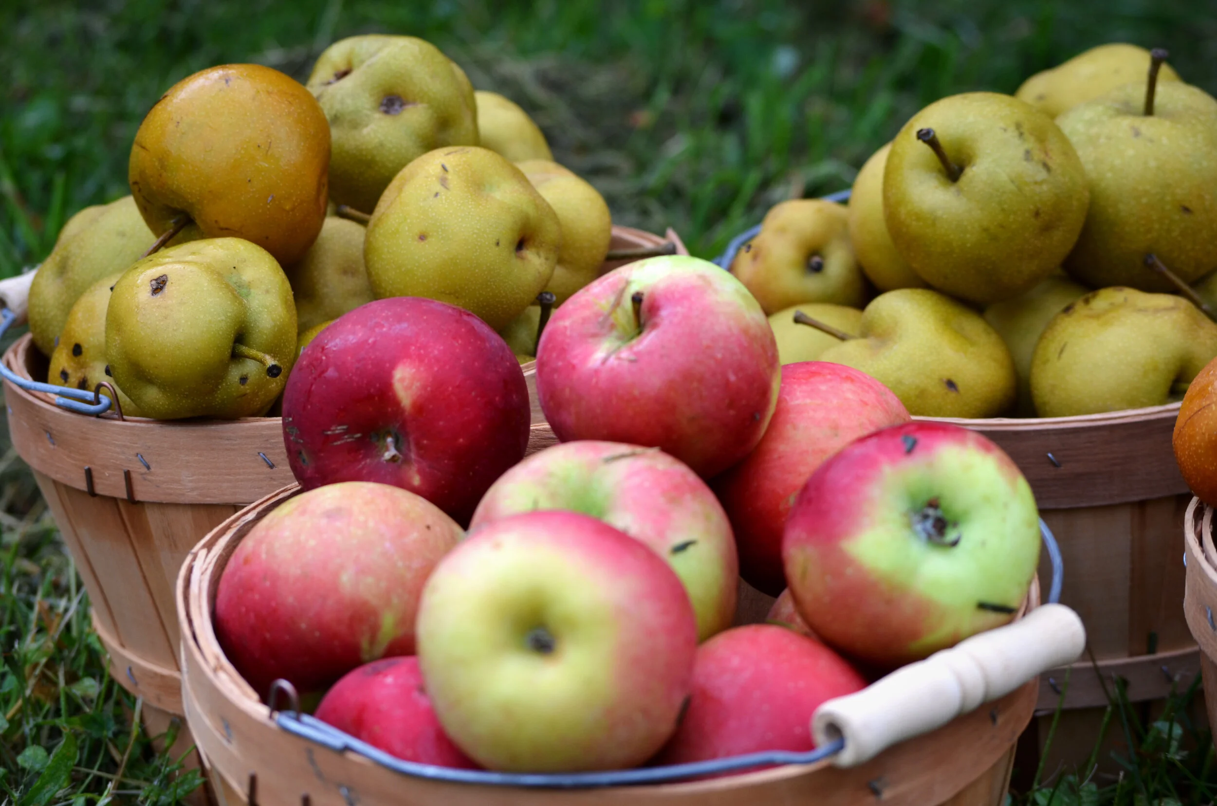 Identify and Treat Powdery Mildew on Fruit Trees — The Giving Grove
