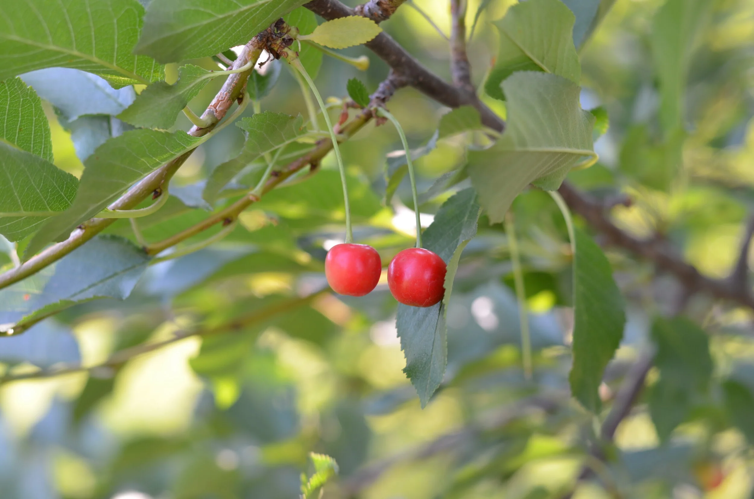 Identify and Treat Oriental Fruit Moth — The Giving Grove