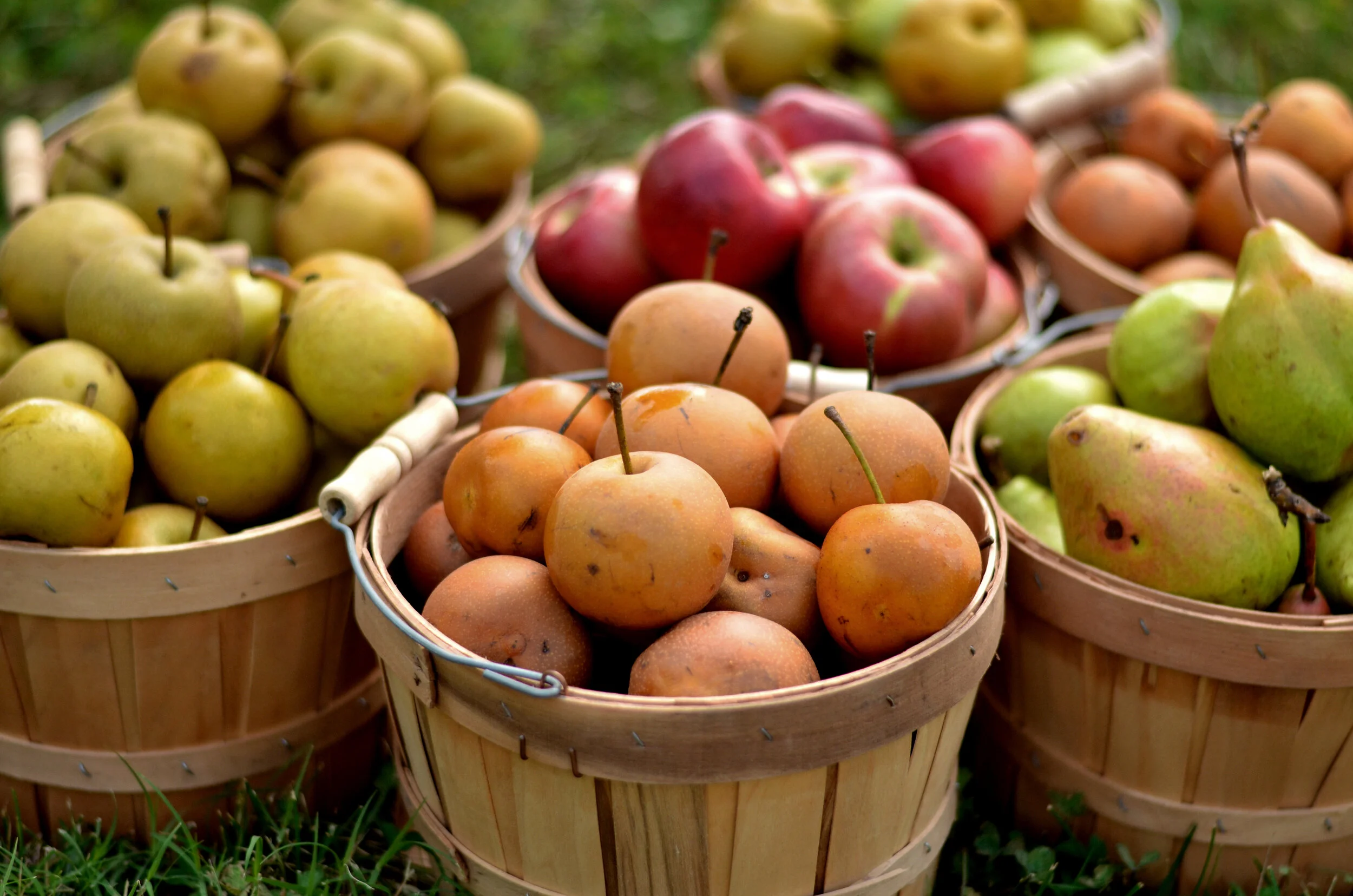 Fruit Tree and Orchard Harvest Guide — The Giving Grove