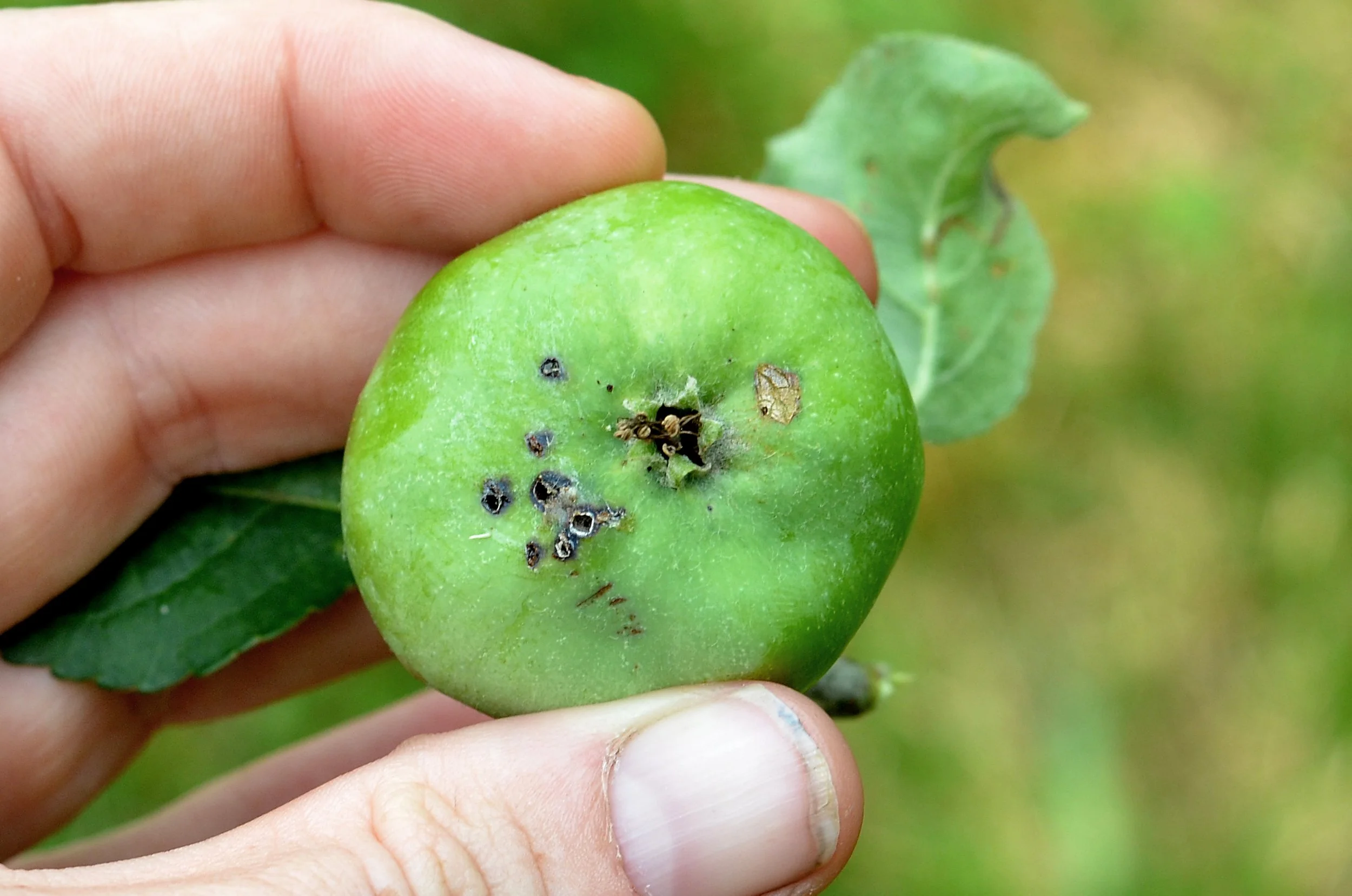 Apple Pests & Diseases — The Giving Grove