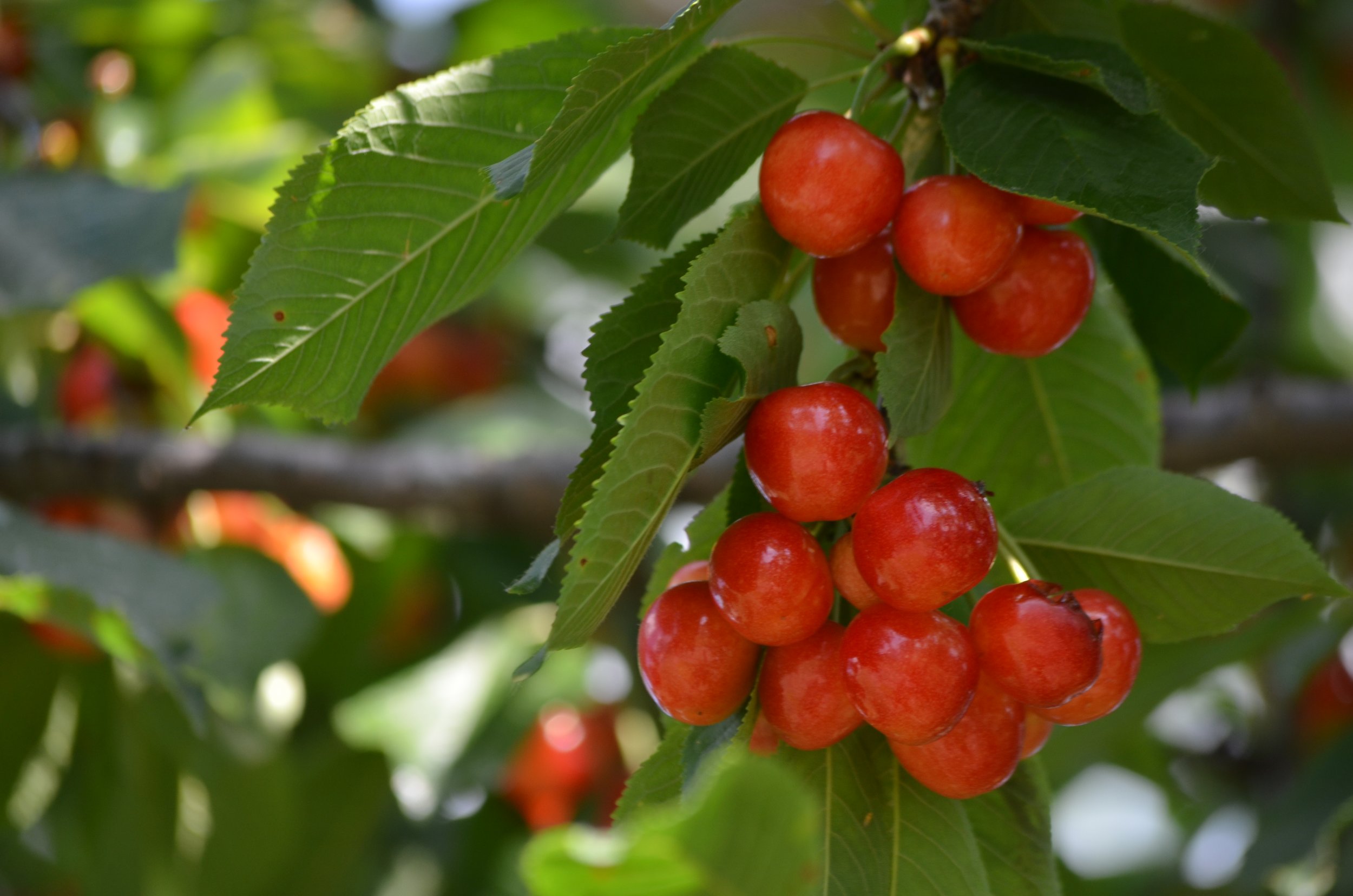 Cherry Maggot — The Giving Grove