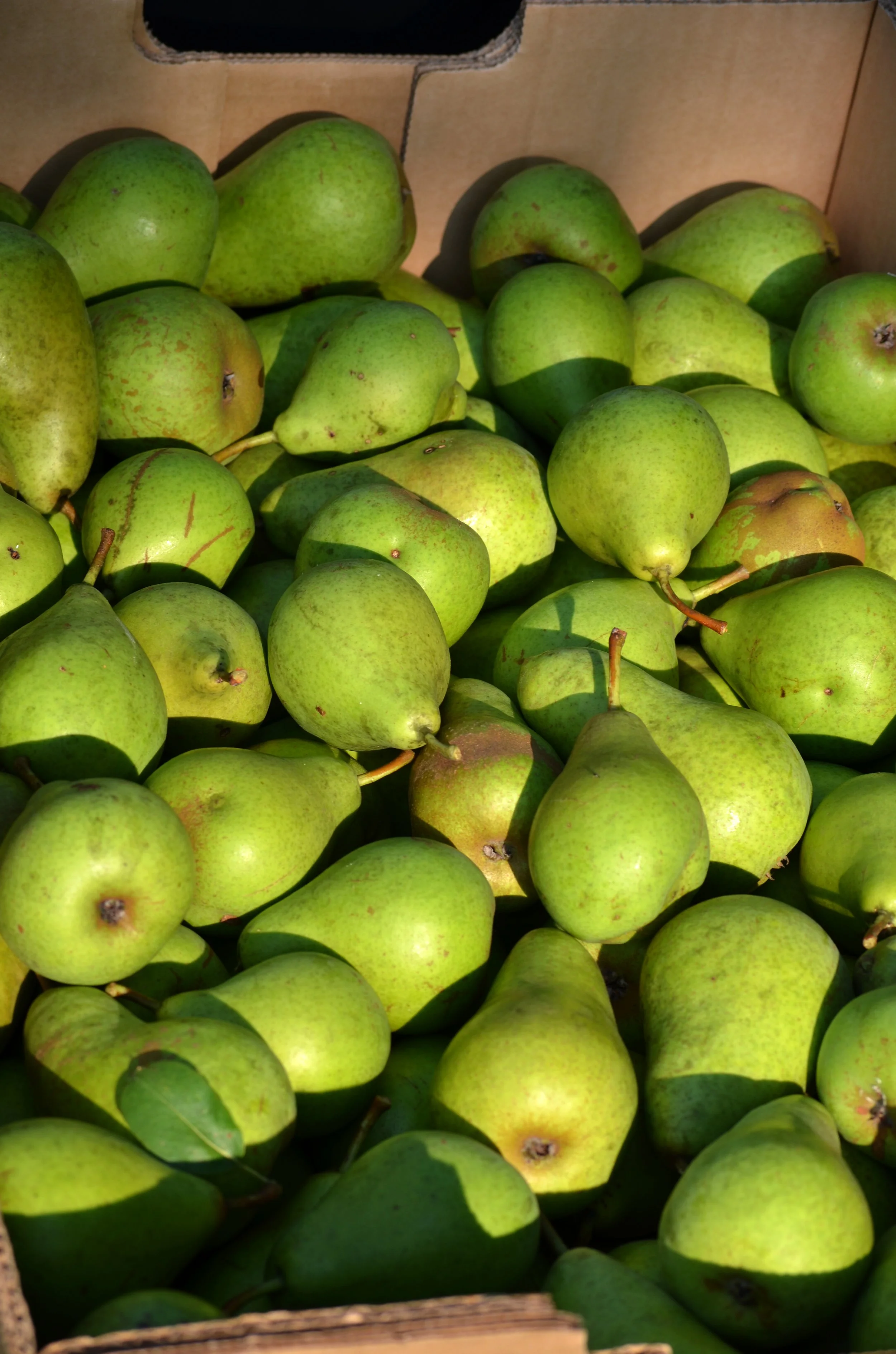 Pear Psylla — The Giving Grove