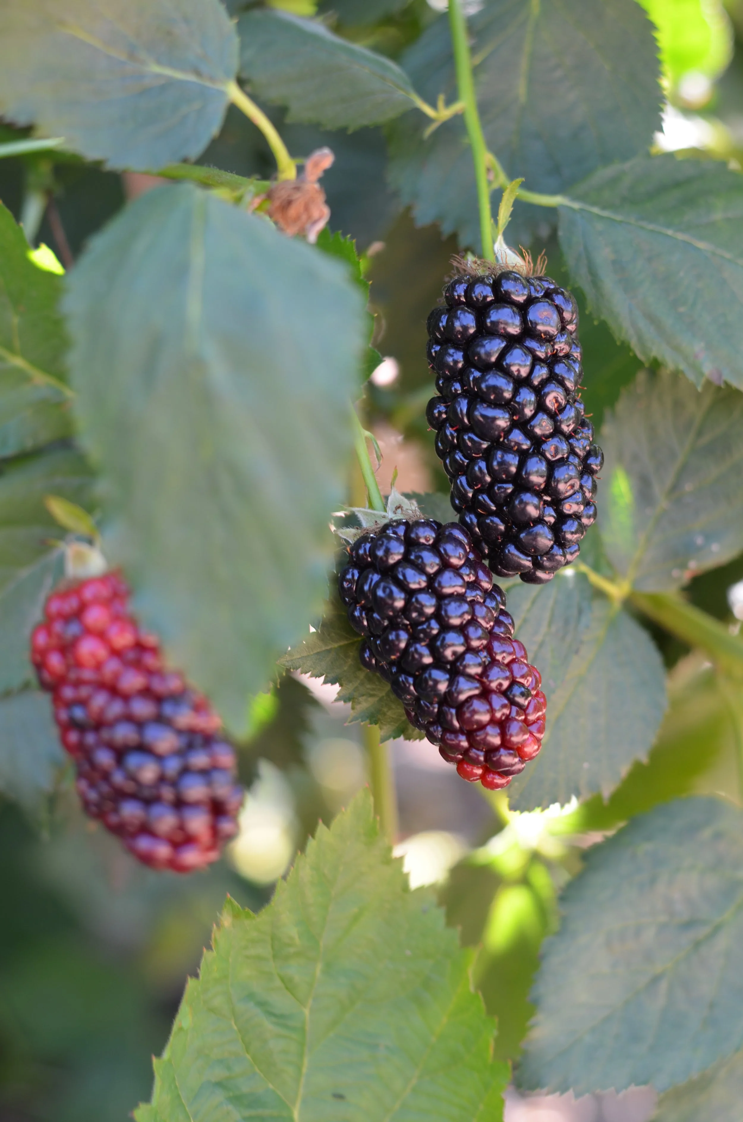 Rednecked Cane Borer — The Giving Grove