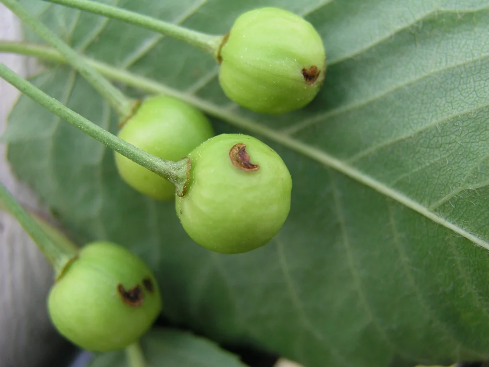 Plum Pest Disease Identification Tool — The Giving Grove