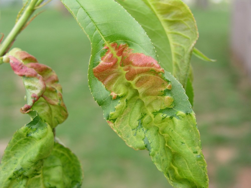 Peach Pest and Disease Identification Tool — The Giving Grove