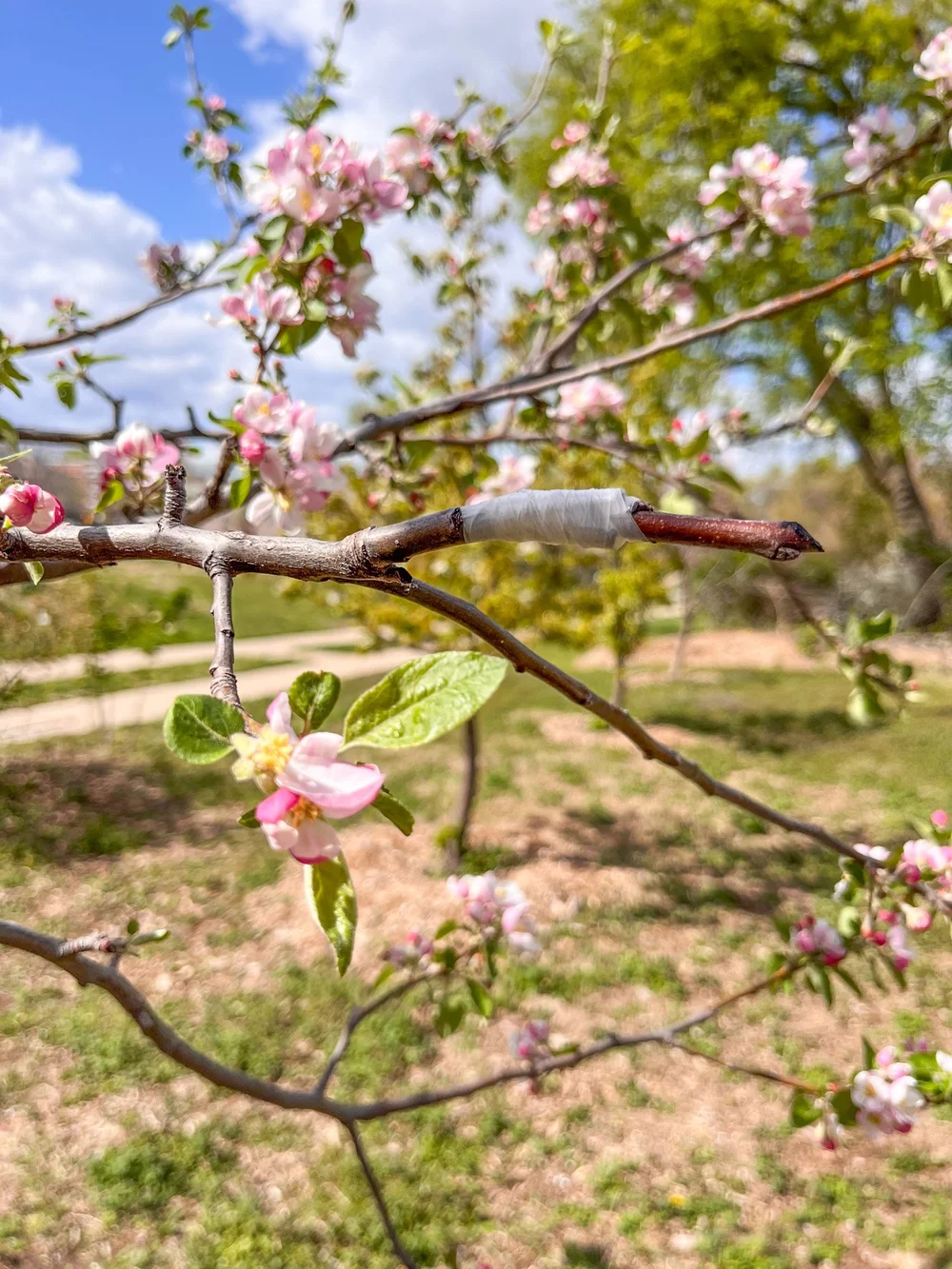 Tree Grafting: How to Grow Different Fruits on One Tree — The Giving Grove