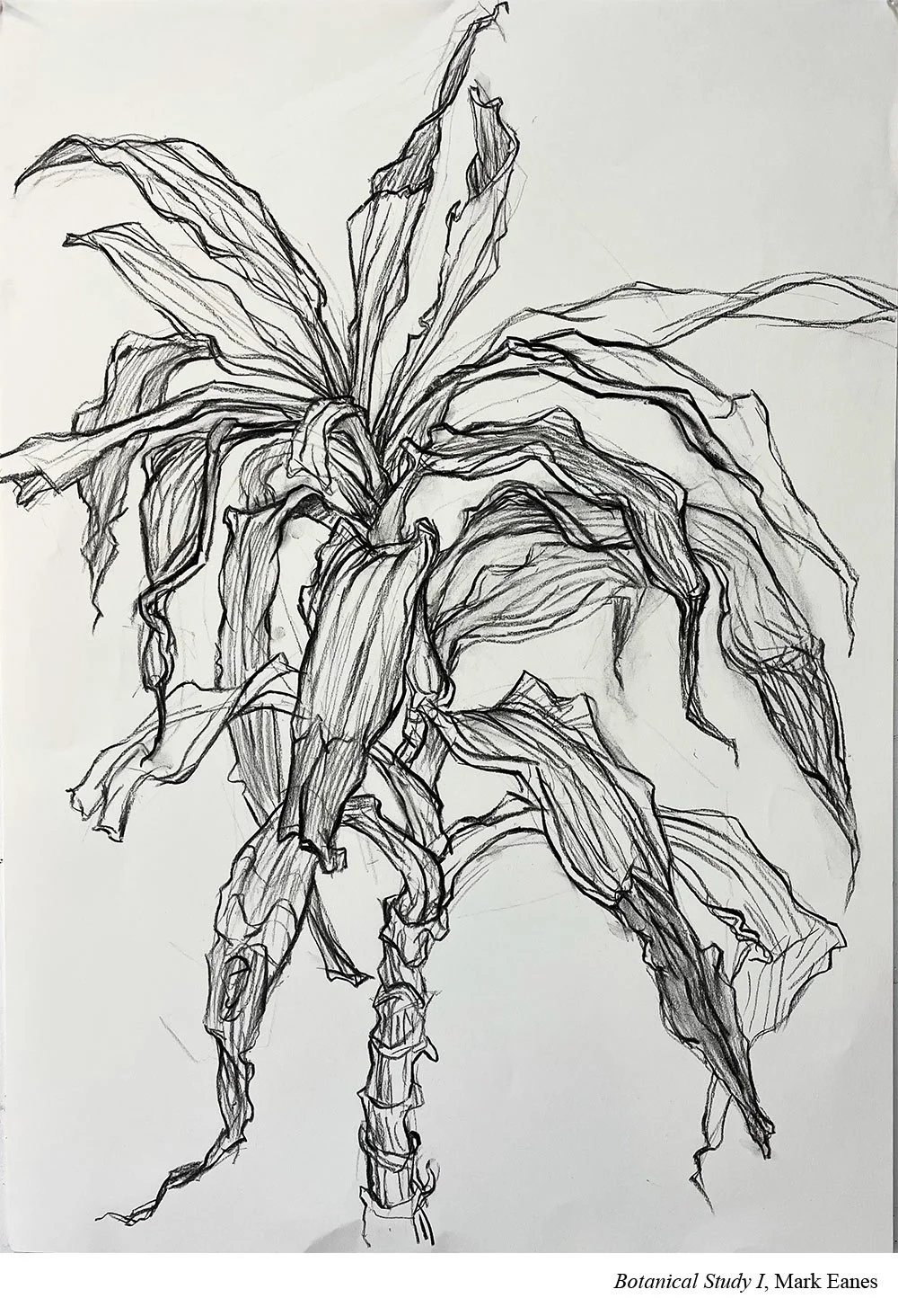 The Importance of Drawing: An Interview with Mark Eanes — Learn to ...