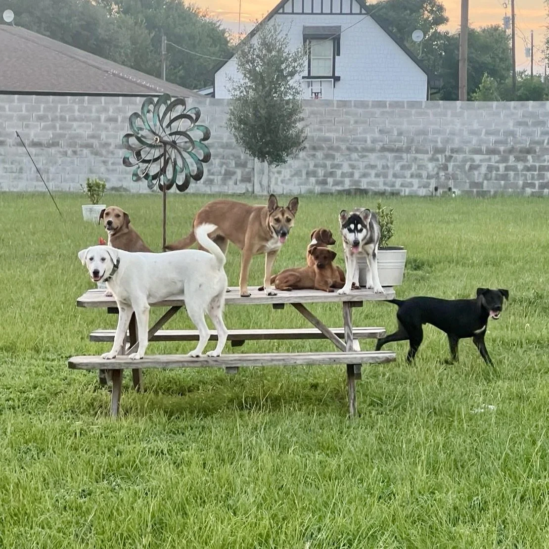 Animal Rescue Kingdom
