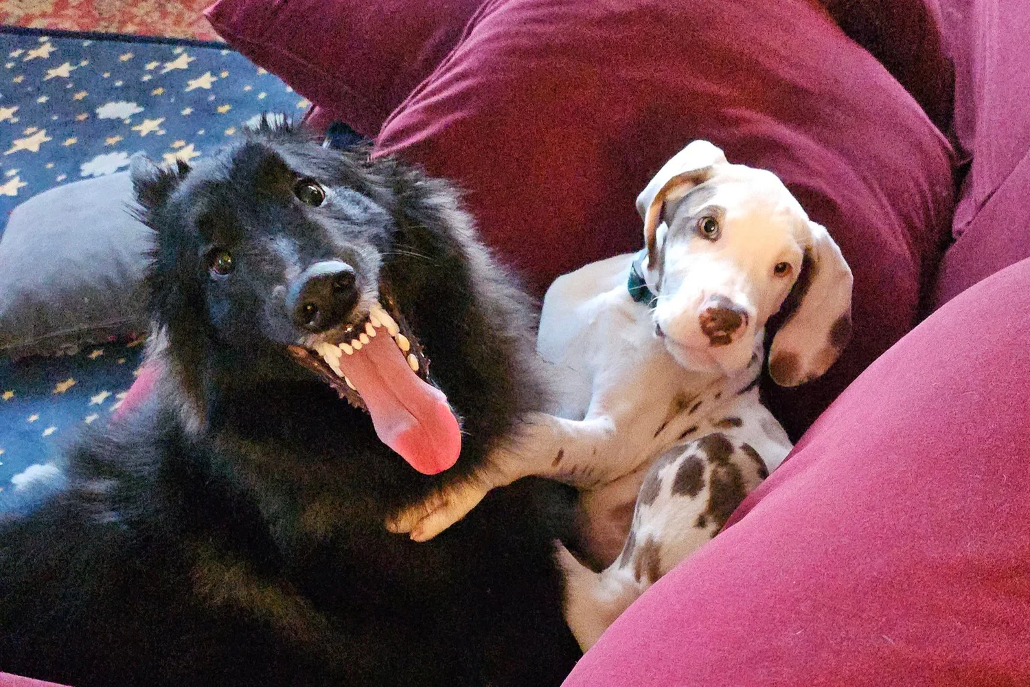 current members — Ribic Lab