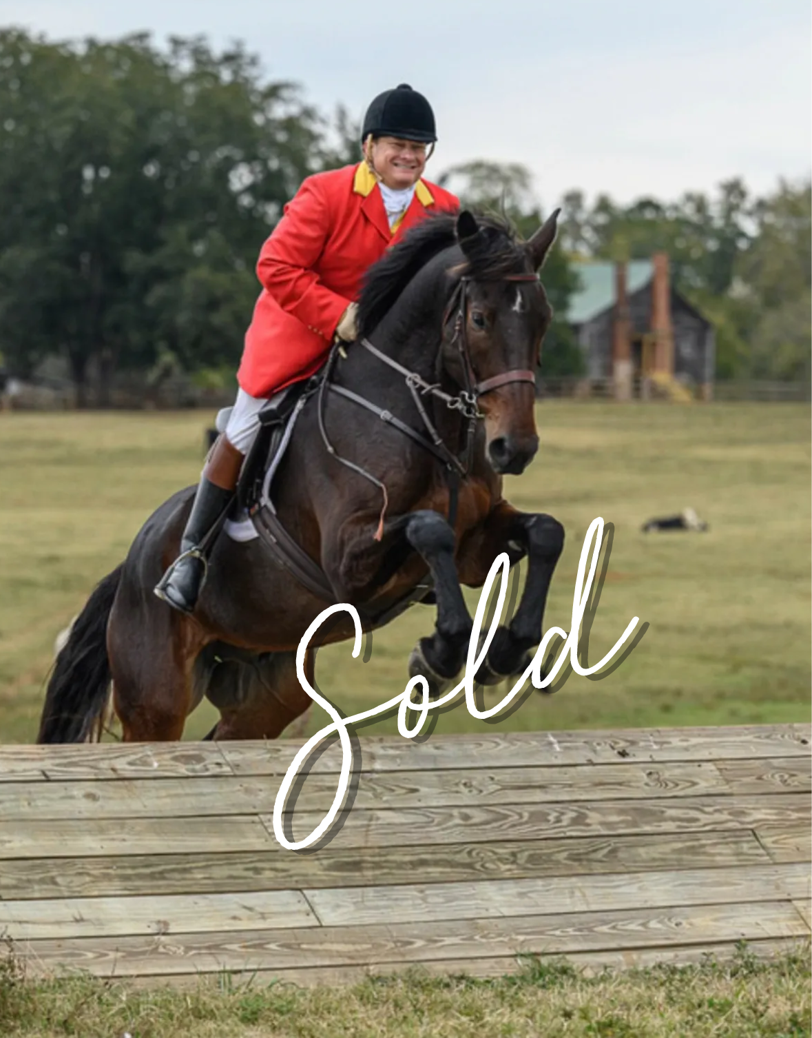 HORSES FOR SALE — QUALITY EQUINES