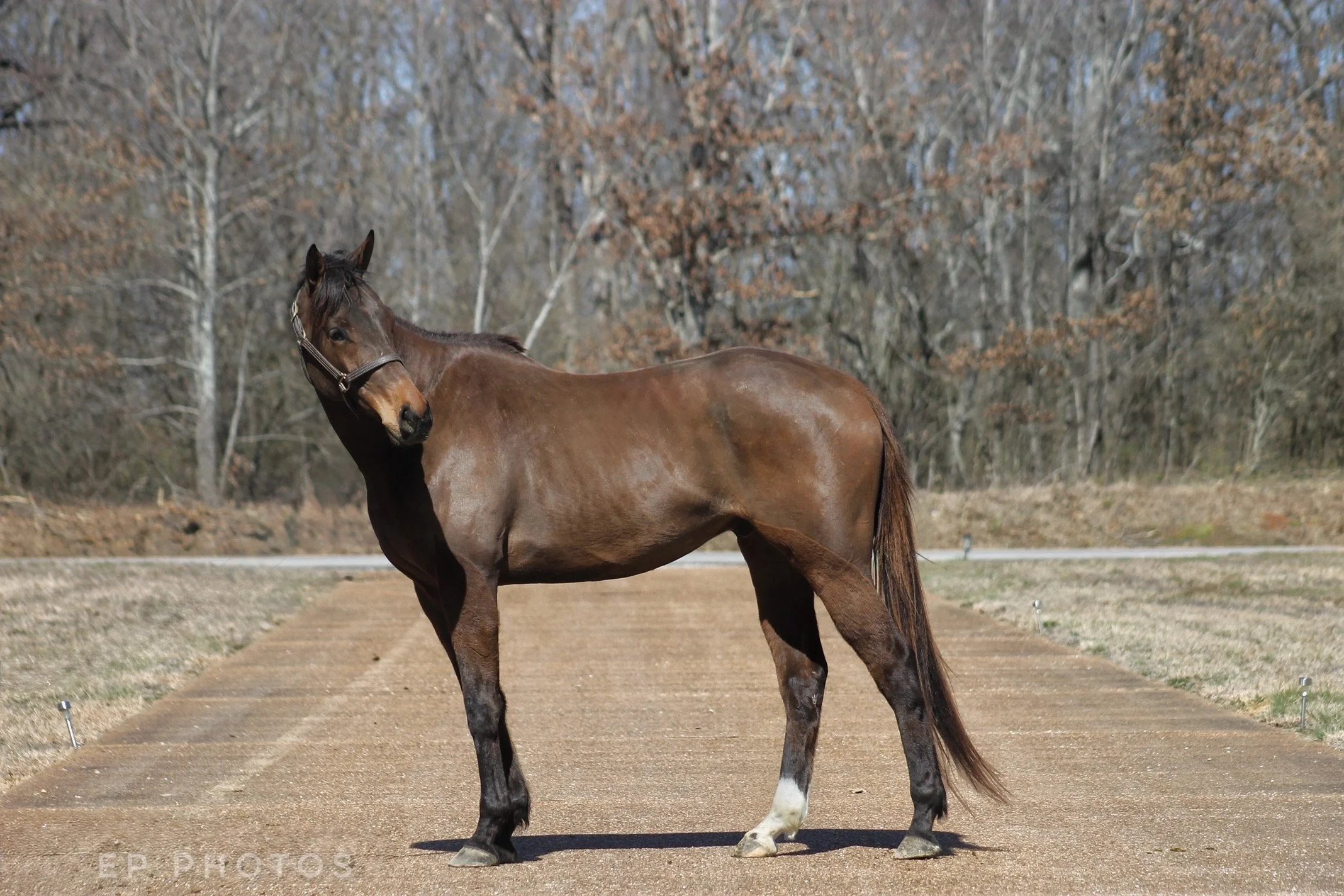 HORSES FOR SALE — QUALITY EQUINES