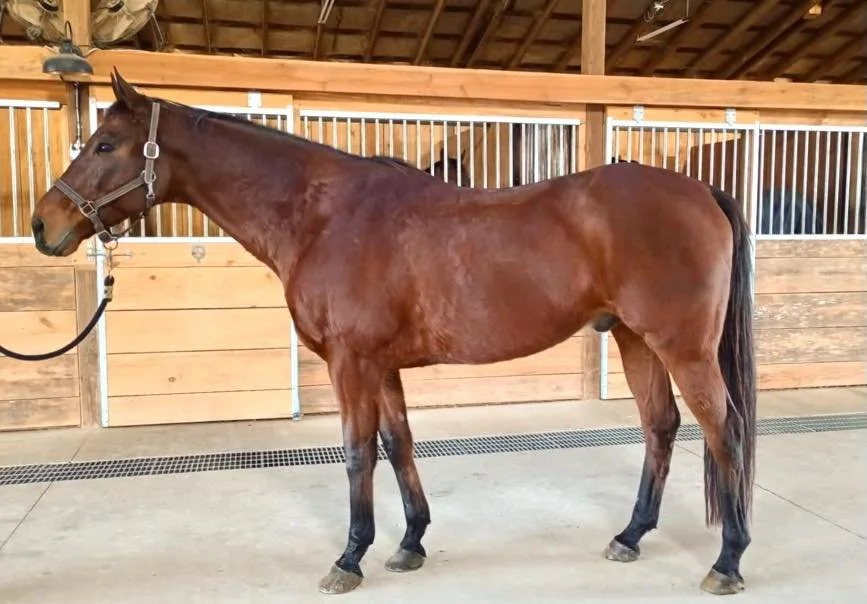 HORSES FOR SALE — QUALITY EQUINES