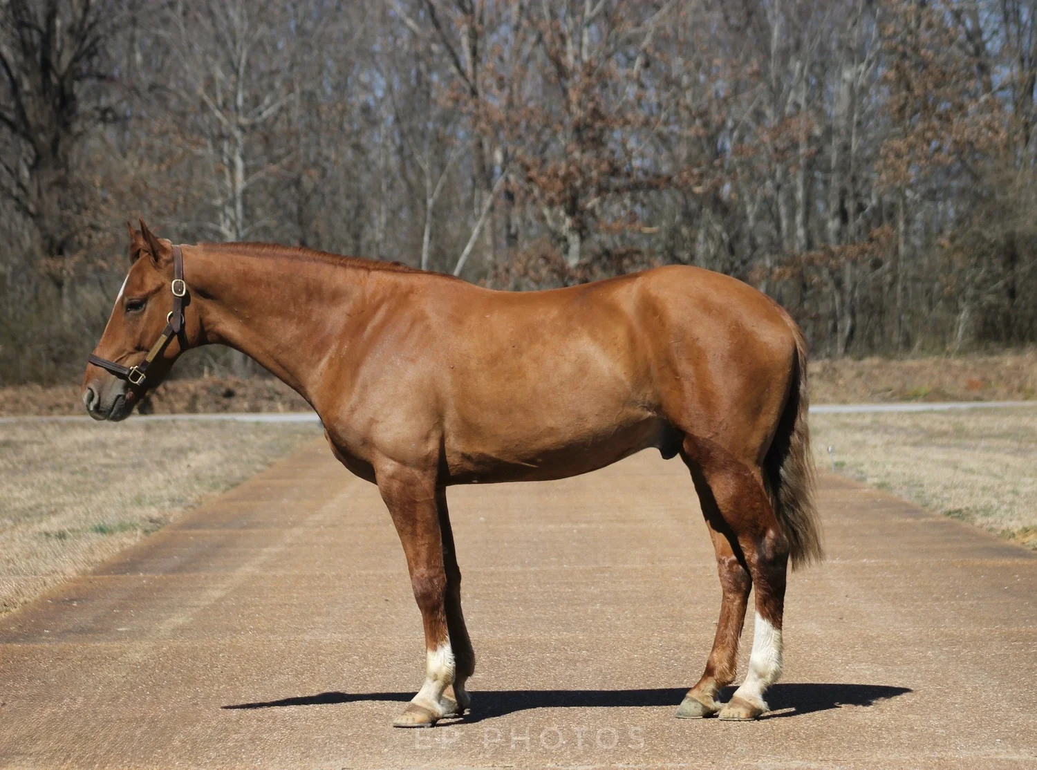 HORSES FOR SALE — QUALITY EQUINES