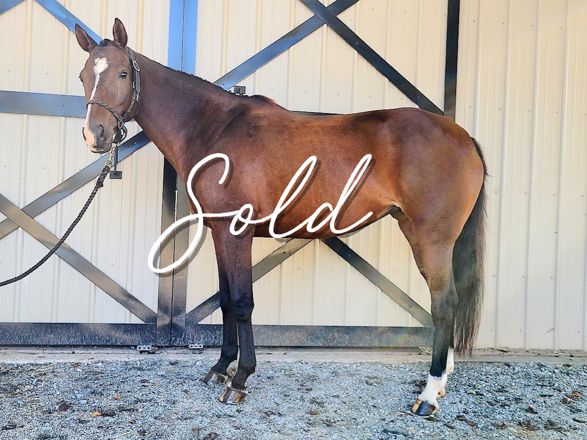 HORSES FOR SALE — QUALITY EQUINES