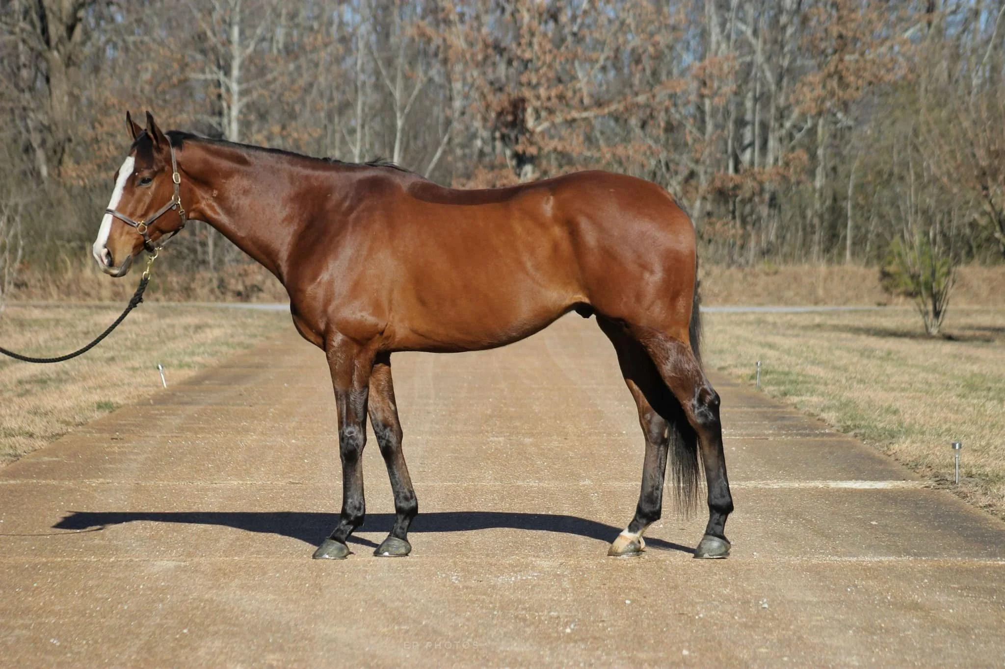 HORSES FOR SALE — QUALITY EQUINES